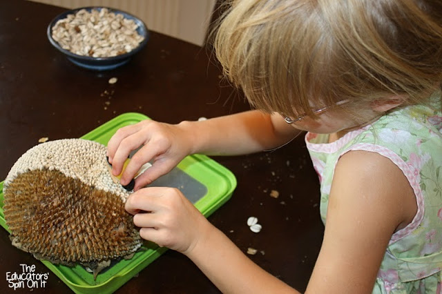 35 Seed Activities for Young Kids