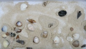 Shell Activities for Kids