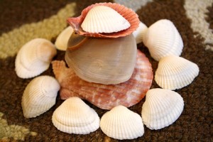 Shell Activities for Kids