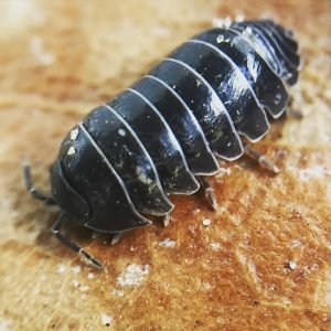 How to Make a Roly Poly Habitat with Kids - Fantastic Fun & Learning